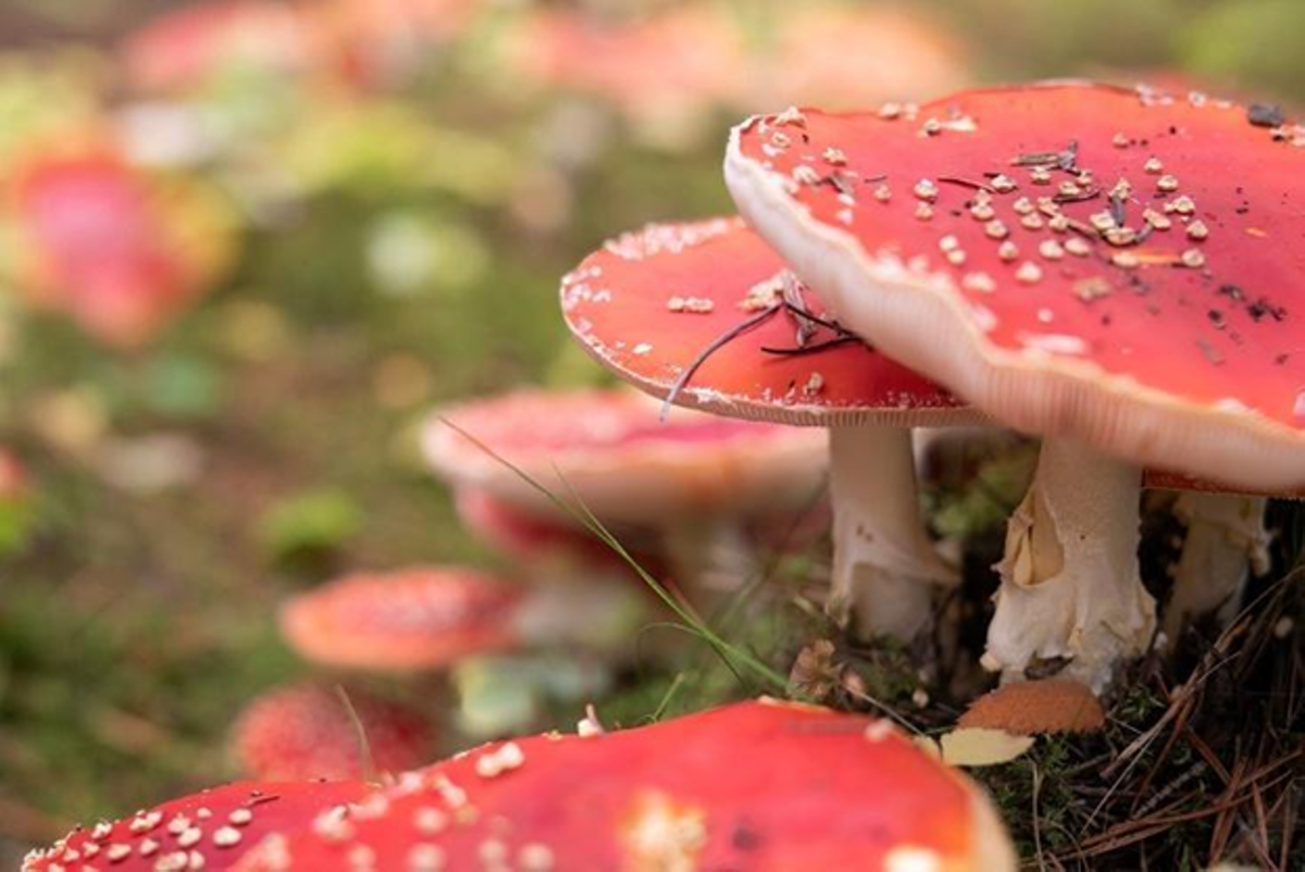 Best Mushroom Gummies: Top edibles handpicked by thorough research ...