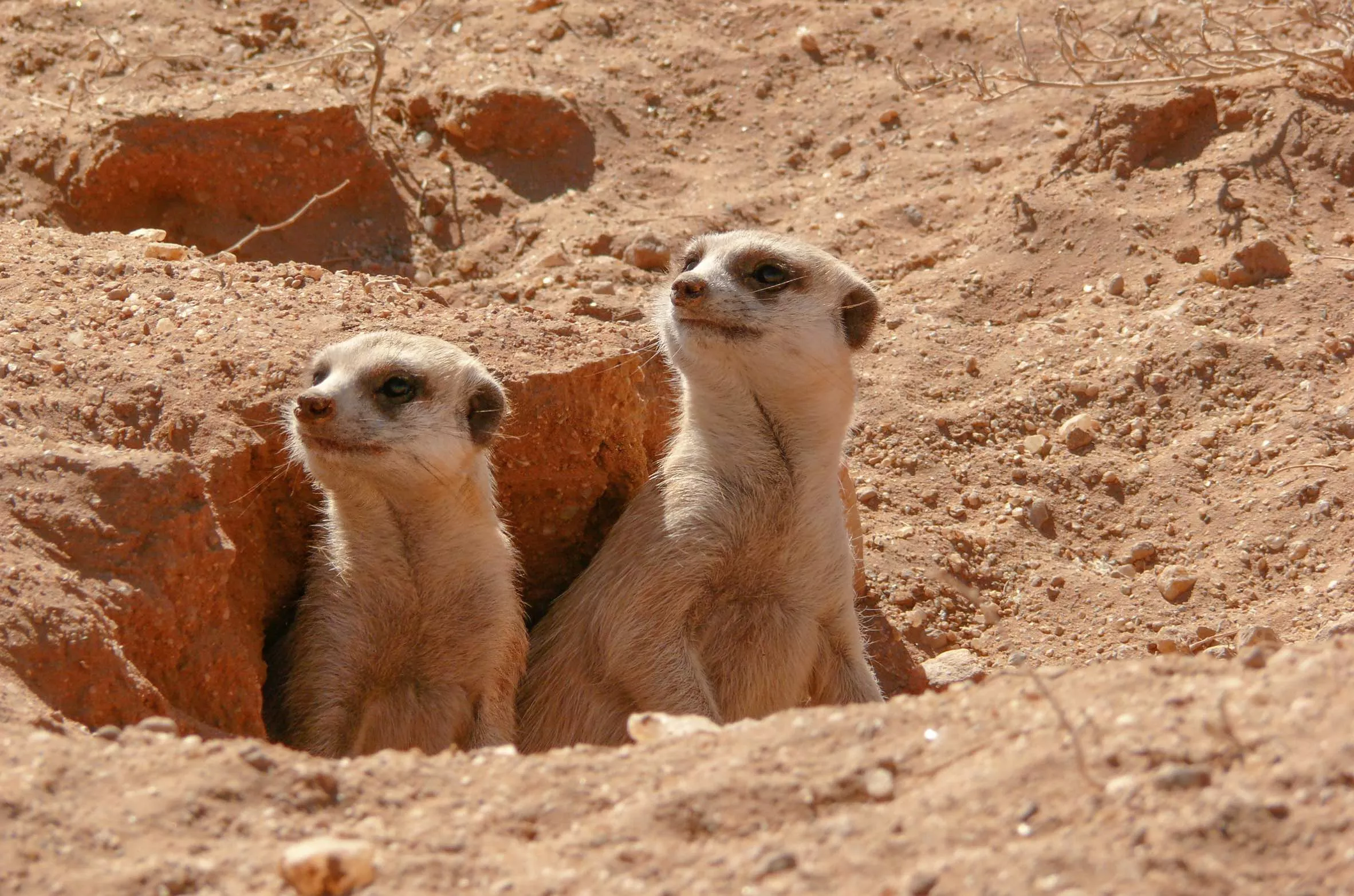 An invasion of cuteness: Meerkats return to San Antonio Zoo | San ...